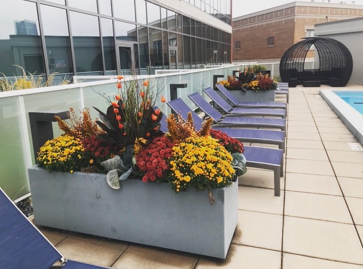 27+ Poolside Planter Ideas That Create Value in 2025 | Houszed