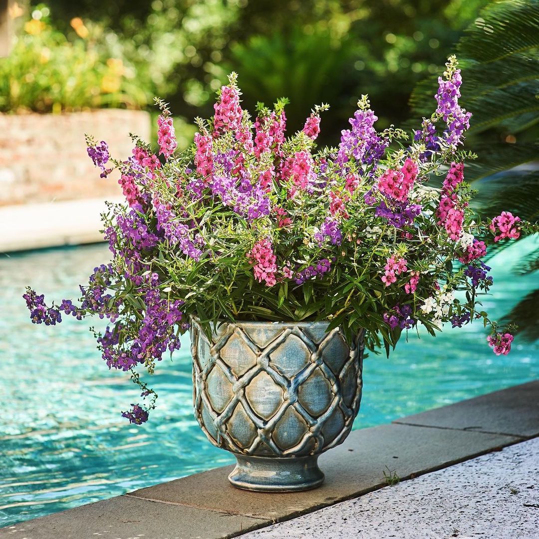 27+ Poolside Planter Ideas That Create Value in 2025 | Houszed