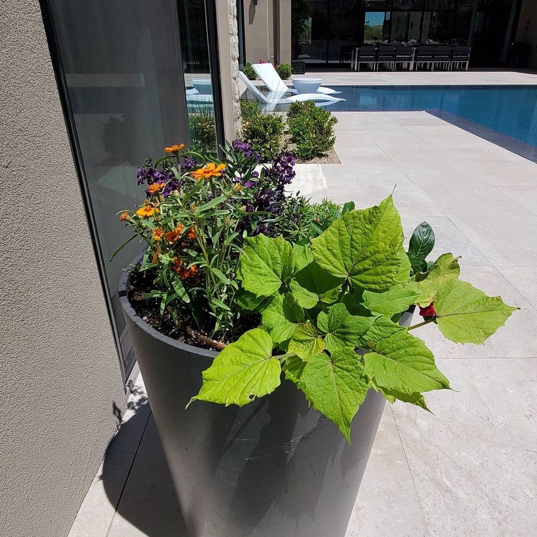 27+ Poolside Planter Ideas That Create Value in 2025 | Houszed