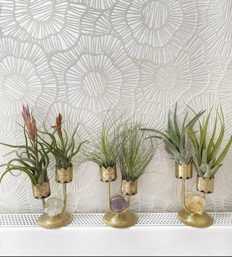49+ Air Plant Display Ideas That You Will Marvel at in 2025 | Houszed