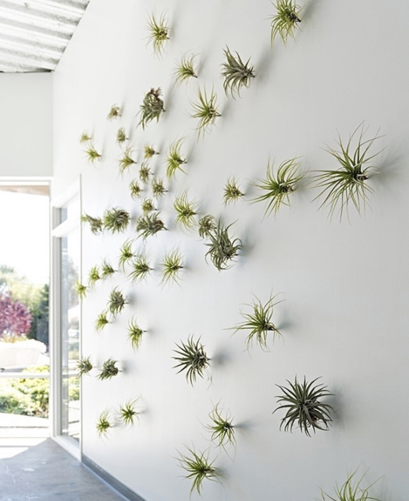 49+ Air Plant Display Ideas That You Will Marvel at in 2025 | Houszed