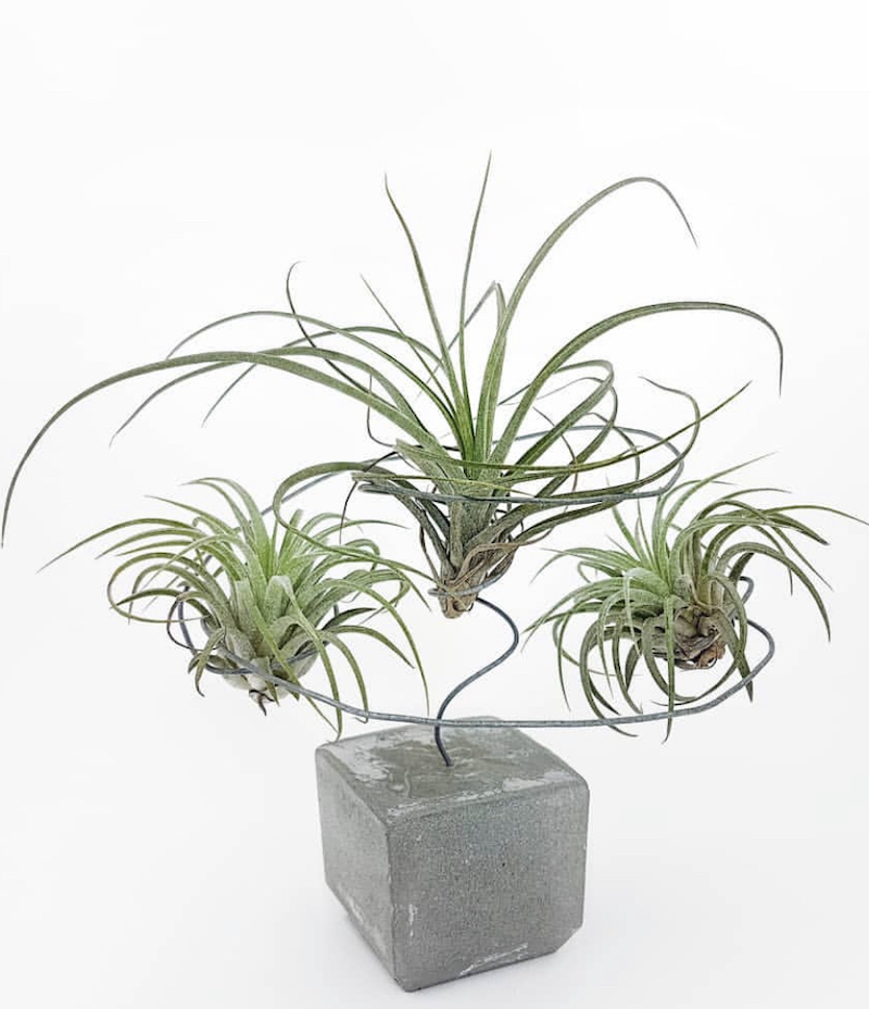 49+ Air Plant Display Ideas That You Will Marvel at in 2025 | Houszed