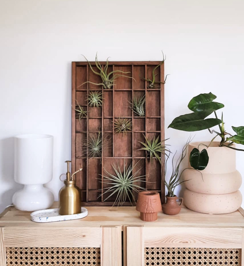 49+ Air Plant Display Ideas That You Will Marvel at in 2025 | Houszed