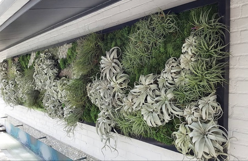 49+ Air Plant Display Ideas That You Will Marvel at in 2025 | Houszed
