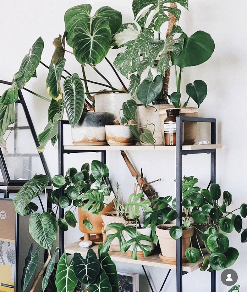 47+ Indoor Plant Displays That Bring the Outdoors inside in 2025