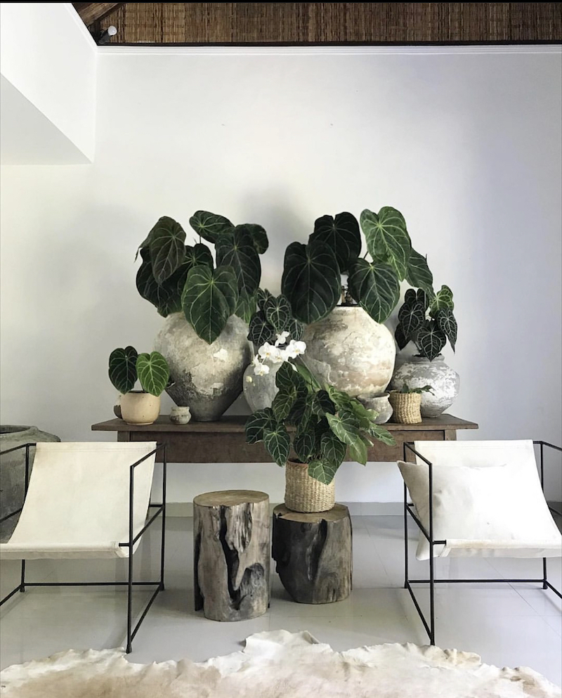 47+ Indoor Plant Displays That Bring the Outdoors inside in 2025