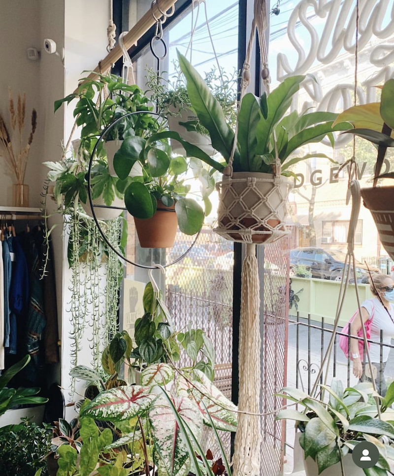 47+ Indoor Plant Displays That Bring the Outdoors inside in 2025