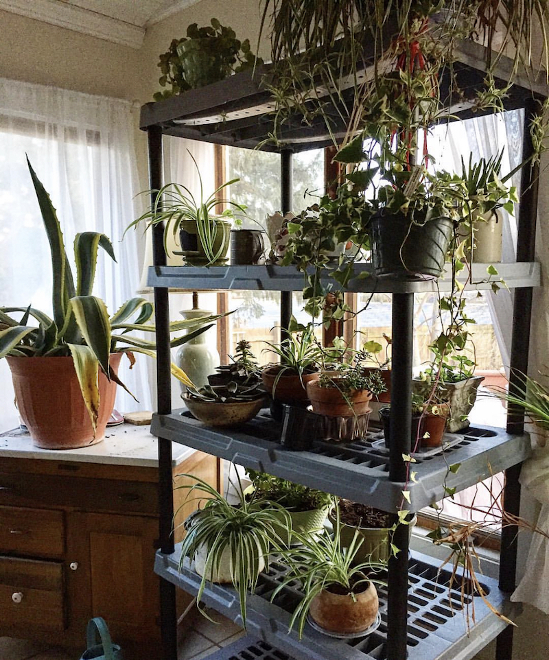 47+ Indoor Plant Displays That Bring the Outdoors inside in 2025