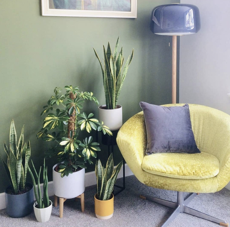 47+ Indoor Plant Displays That Bring the Outdoors inside in 2025