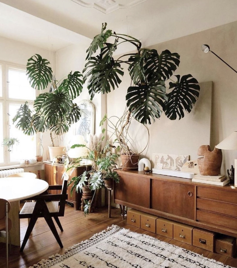 47+ Indoor Plant Displays That Bring the Outdoors inside in 2025