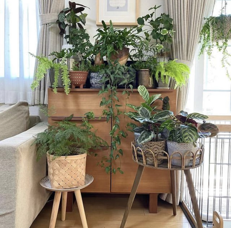 47+ Indoor Plant Displays That Bring the Outdoors inside in 2025