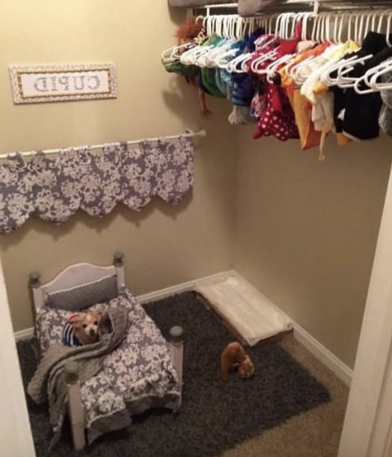 17+ Dog Room Ideas That Won't Have You Barking Up a Tree in 2025