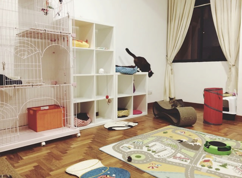 21+ Cat Room Ideas That Will Have You Purring in 2025 | Houszed