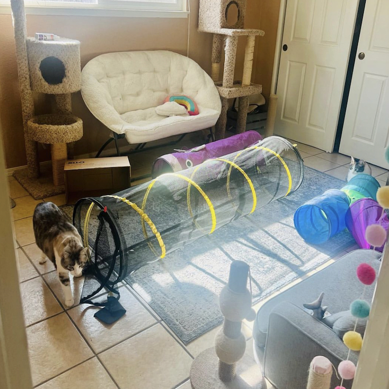 21+ Cat Room Ideas That Will Have You Purring in 2025 | Houszed