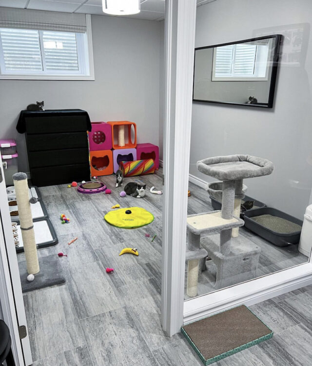 21+ Cat Room Ideas That Will Have You Purring in 2026 | Houszed