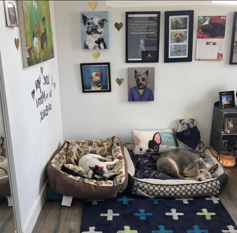 17+ Dog Room Ideas That Won't Have You Barking Up a Tree in 2025